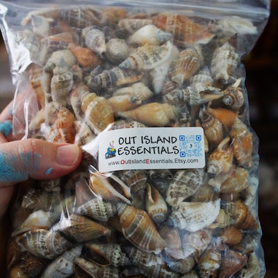 Bahamian Queen Conch Shell Light I Pink Conch Shell Night Light I SLIT ...