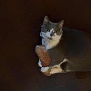 Big Cat Toy Mouse Grey Ears and Tail, Cute Mouse Cat Toy, Unique Cat ...