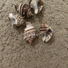 Medium Hebrew Cone Seashells Conus Ebraeus 5 Shells Approx. 1 Inches ...
