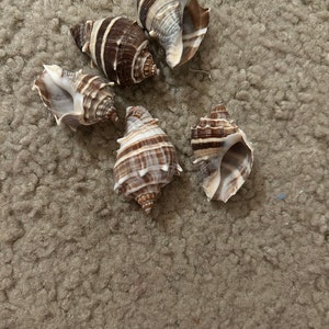 Small Hebrew Cone Seashells Conus Ebraeus 5 Shells Approx. 0.75 Inches ...