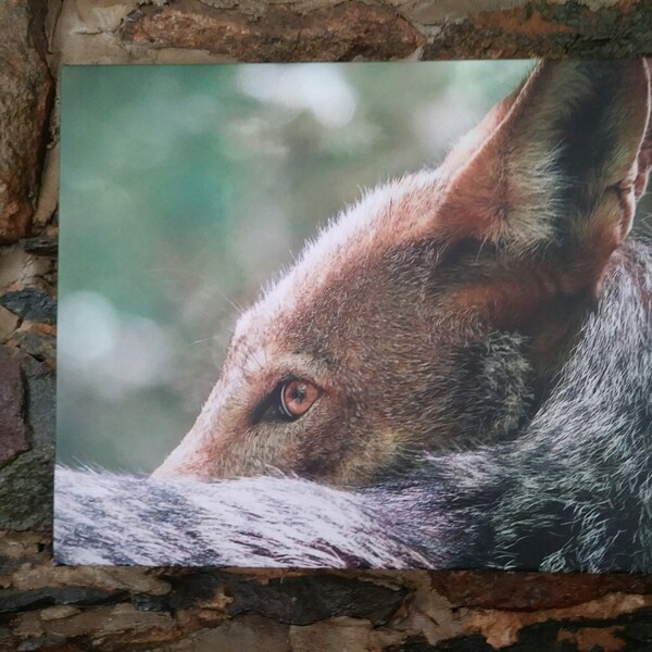 Juvenile Red Wolf - Profile - Fine Art Wildlife Photography Photo ...