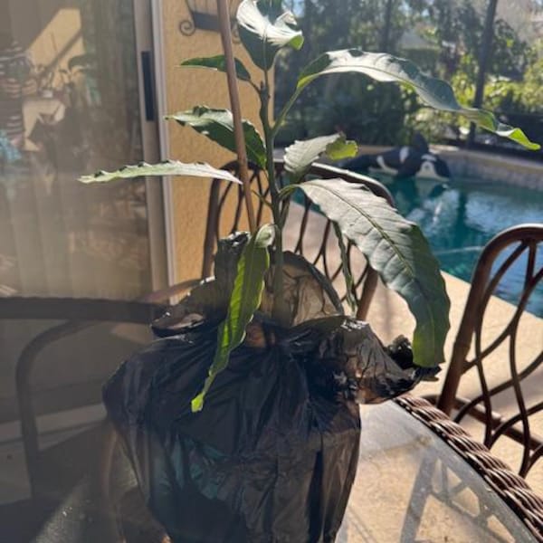 Fig 'panache' - 1 Plants - 2 to 3 Feet Fall - Ship in 3 Gal Pot - Etsy