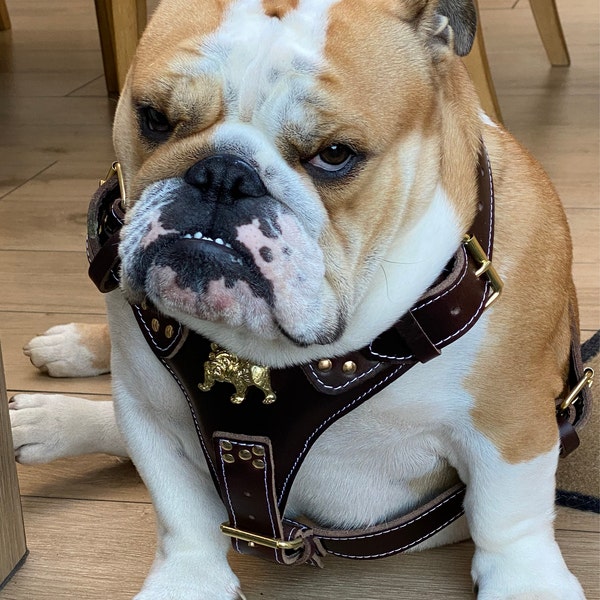 1 Inch Wide Luxury Frenchie Leather Dog Collar With Unique French ...