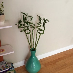 Set of 5 Curly Spiral Lucky Bamboo at 30 Inches, 24 Inches, 18 Inches ...