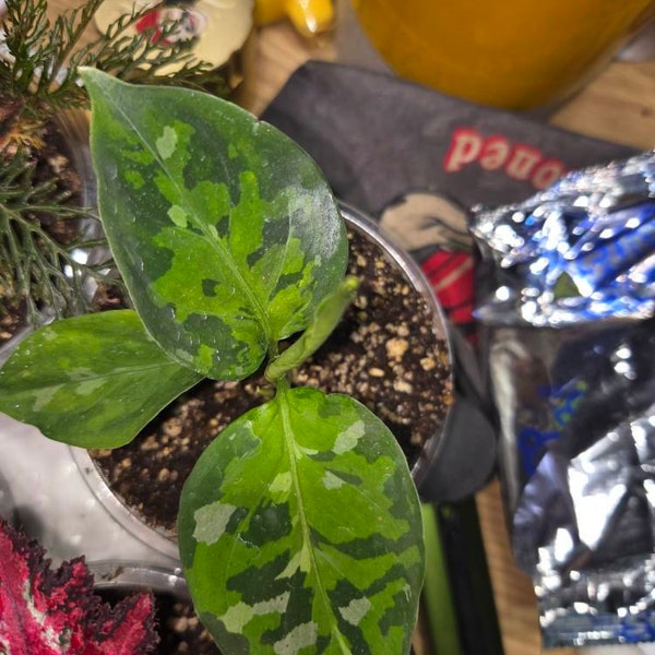Aglaonema Pictum Tricolor Starter Plant (ALL STARTER PLANTS Require You to Purchase 2 Plants ...