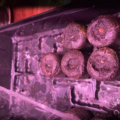 Snake Pod Laranja Nut is the Fruit of the Buriti Palm Buriti Fruit Skin ...