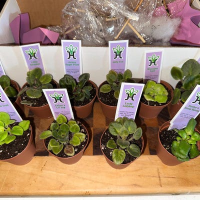 RS Ariel African Violet Live Plant, Young Starter in a 4 Pot Plant ...