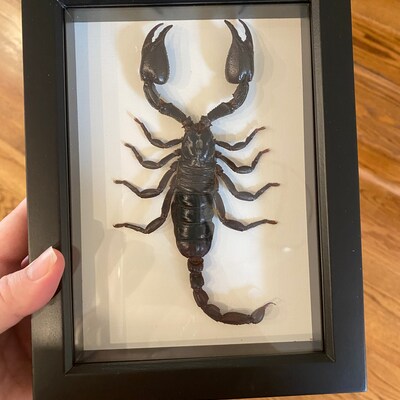 Framed Scorpion Insect Display UV Blocking Glass 6x8 - Etsy