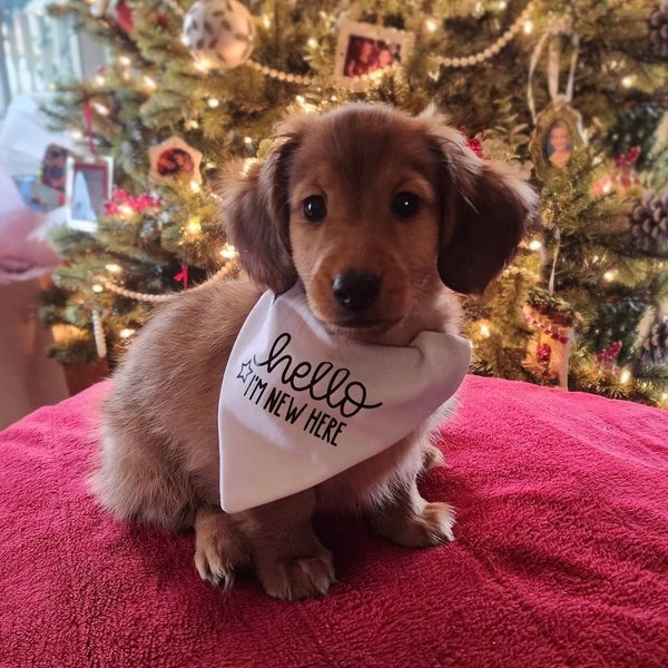 Hand Painted Banners, Birthday Banner, Personalized Banner, Event ...