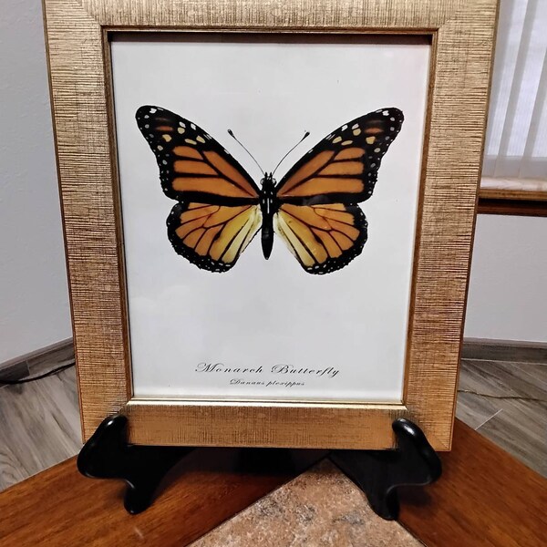 Monarch Butterfly Poster, Vintage Butterfly Print, Insect Illustration ...