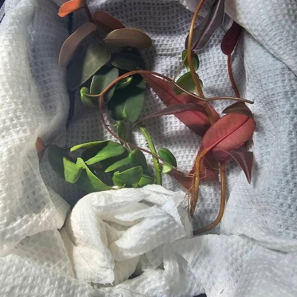Columnea Gloriosa [cutting] - Etsy