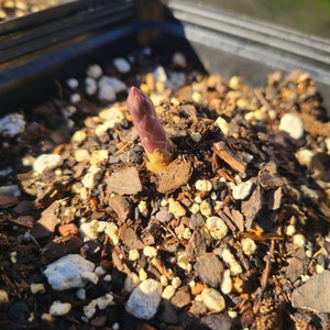 Golden-raspberry-plant-anne-non-gmo-buy-3-get-1 - Etsy