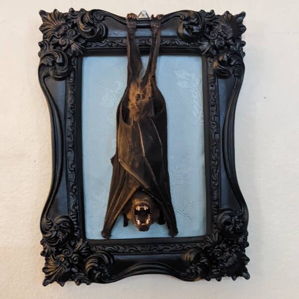 Glass Coffin Shelf Display - Etsy