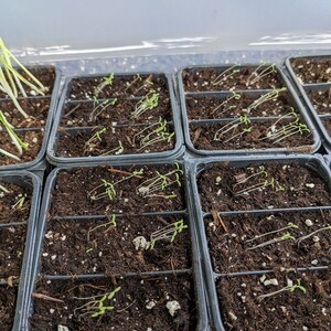 Jamaican Callaloo Seeds - Etsy