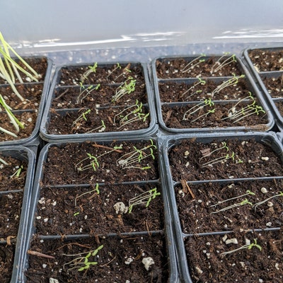 Jamaican Callaloo Seeds - Etsy