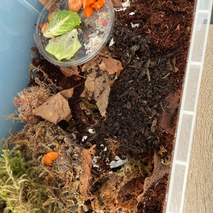 Land Snail Kit Ideal for Garden Snails - Etsy