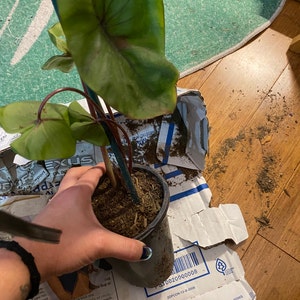 Giant Calla Lily zantedeschia 1 Feet Tall 1 Gallon Poy - Etsy