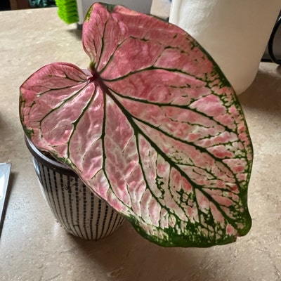 Pink Princess Symphony Caladium Bulbs Live Plant ALL Starter - Etsy Ireland