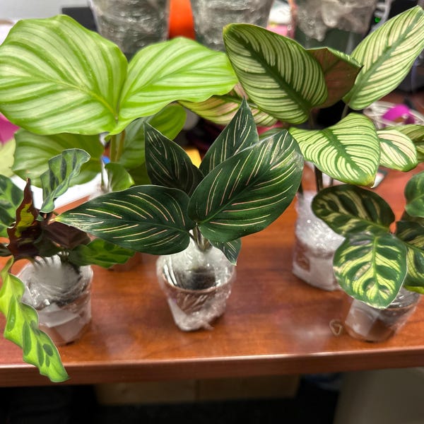 Calathea Assorted Starter Pack | Calathea Starter Plants | Rooted ...