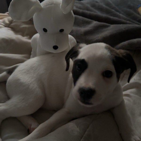 Chippy Snuggle Plush - Etsy