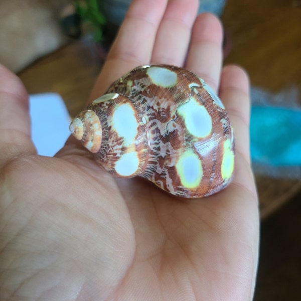 Spotted Turbo Petholatus I Spotted Shell I Turbo Seashell I Turbo ...