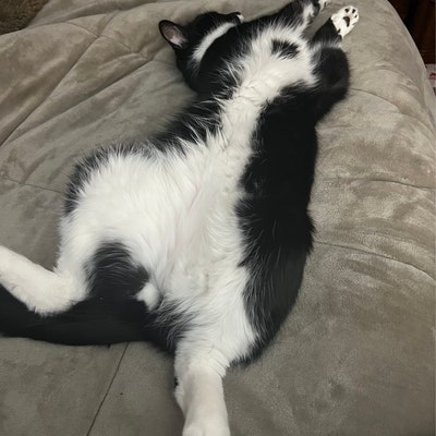 Modified Hoxsey With or Without Boneset - Etsy