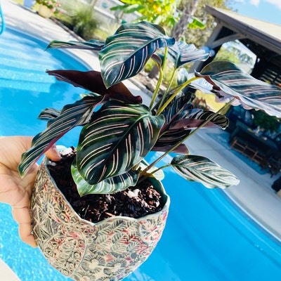 Calathea Ornata in 6 Pot, Prayer Plant - Etsy