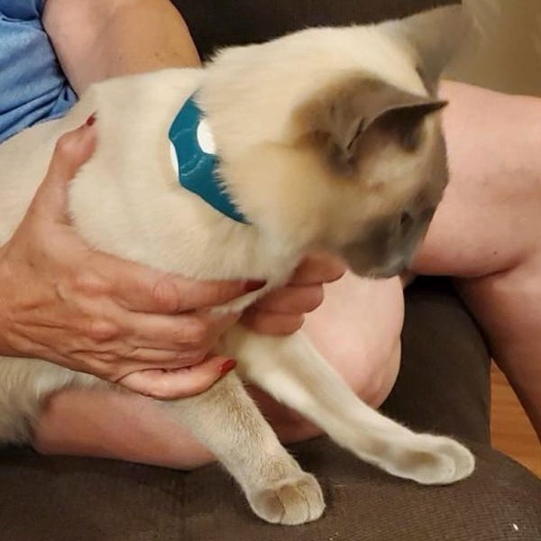 Seigaiha Wave Coasters, Magneto Coaster Set, With Magnetic Stacking ...