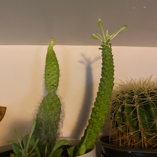 Cactus - Hairy Roger - Opuntia Engelmannii Var.beoskowitzii - Rooted ...