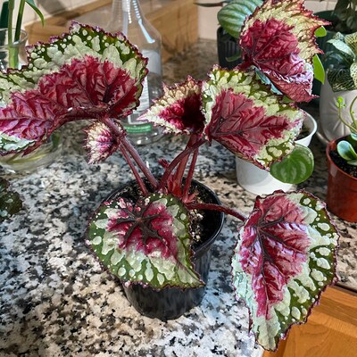 Rex Begonia 'raspberry Splash' BFF Exclusive - Etsy