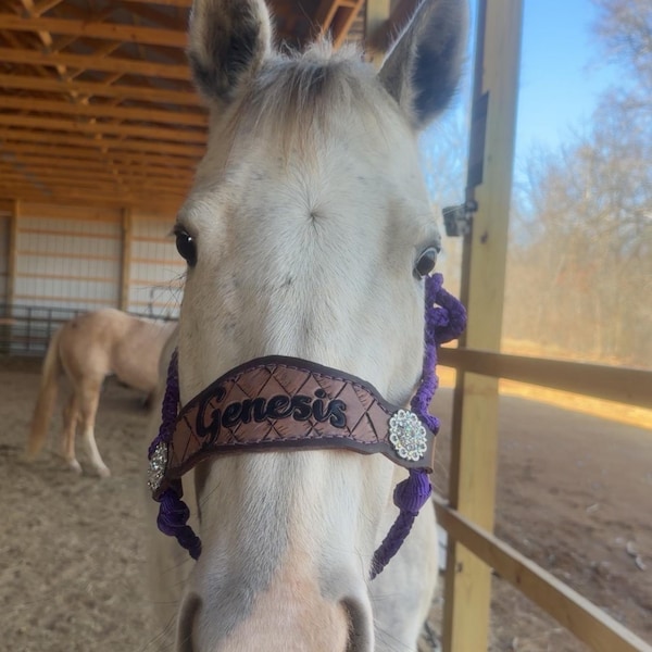 Custom Name Halters - Etsy