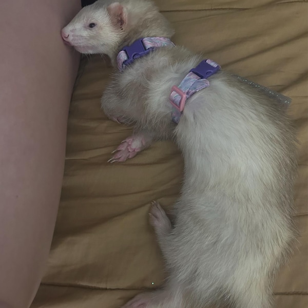 Ferret Harness Animal Print Pink With Wings - Etsy