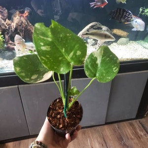 Plant Heat Pack - Etsy