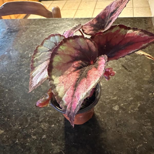 Monstera Adasoni Plant - Etsy