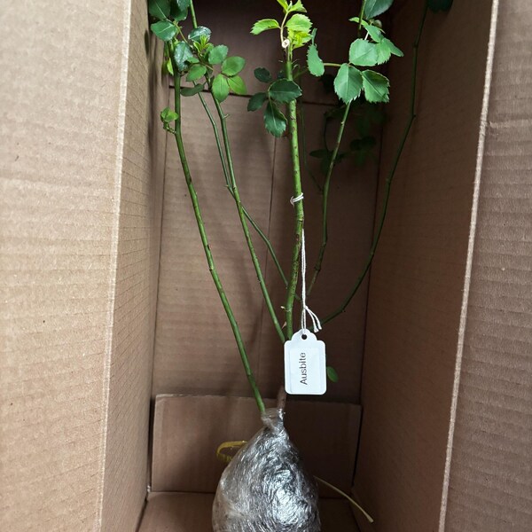 Rose “ausham” English Shrub Rose Ownroot Plant, 1 Gallon - Etsy