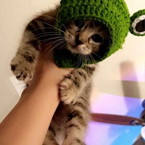 Green Knitted Yarn Frog Hat for Cat or Samll Animal Small and | Etsy