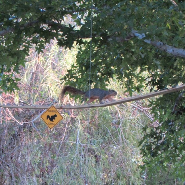 Squirrel Xing Mini Metal Yellow Farm Caution Crossing Sign 6"x6" or 12 ...