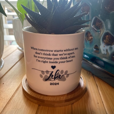 Personalized DNP Graduation Gift 3 White Ceramic Pot W/ Live Plant DNP Gift Doctor of Nursing ...