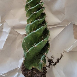 Spiral Cactus Cereus Forbesii 'spiralis' Twisted - Etsy