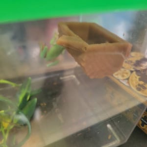 Jumping Spider Care Sheet, Printable Spider Tracker, Pet Breeding ...