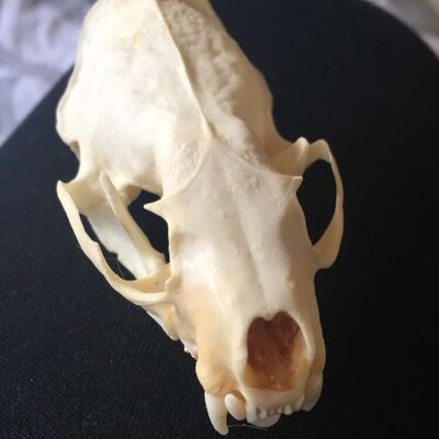 Real Animal Bone Mink Skull Part Man Cave Weird Teeth Jaws Skeleton ...