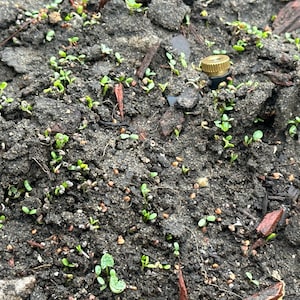 Daniela II Turf Bermuda Grass Seed - Etsy