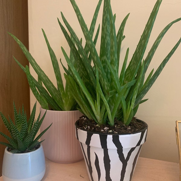 Zebra Print Indoor Plant Pot - Etsy