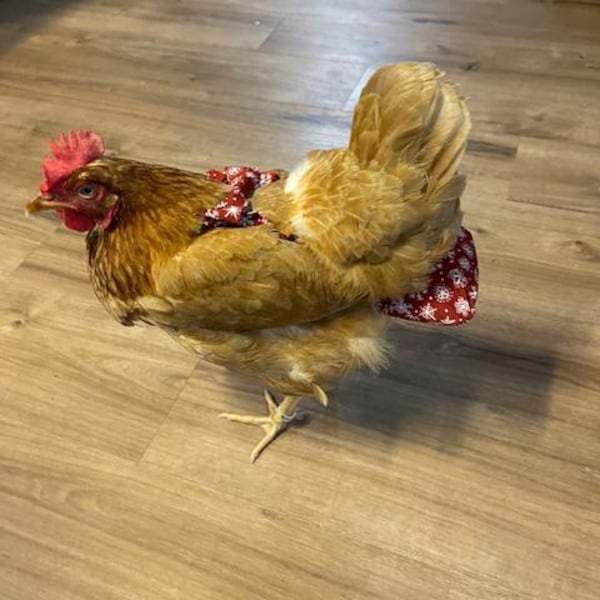 Chicken Diapers Large- Perfect Chicken Diaper for Large Hens or Medium ...