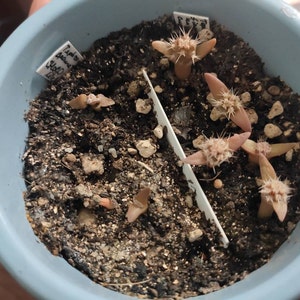 Delosperma Napiforme / 20 Seeds | Etsy Canada