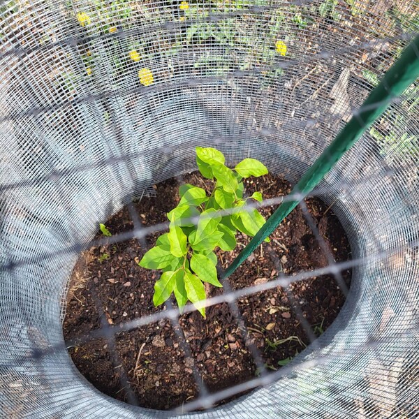 Viburnum Plicatum 'popcorn' Live Plant Perennial Shrub White Snowball ...