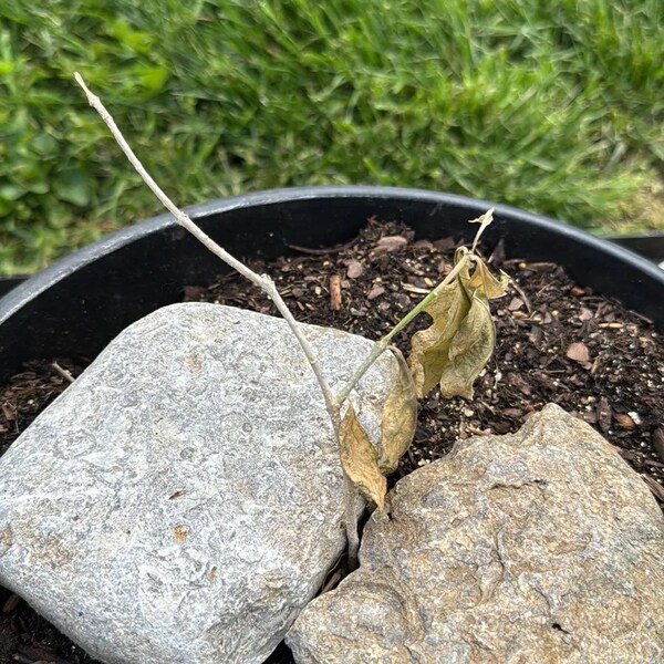 Inca Nut, Sacha Inchi (plukenetia Volubilis) Live Plant! - Etsy