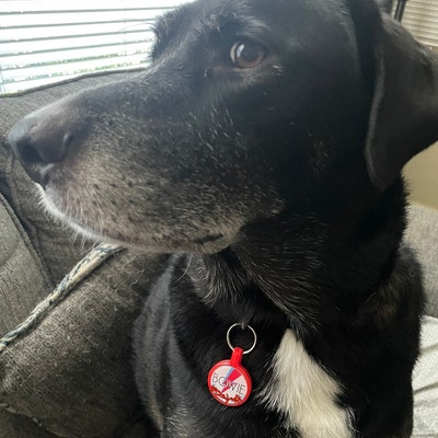 Bowie Ziggy Stardust Personalized Dog ID Pet Tag Custom Pet Tag You ...