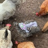Chicken Diaper/ Hen Diaper/ Rooster Diaper/ Poultry - Etsy