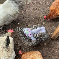 Chicken Diaper/ Hen Diaper/ Rooster Diaper/ Poultry - Etsy